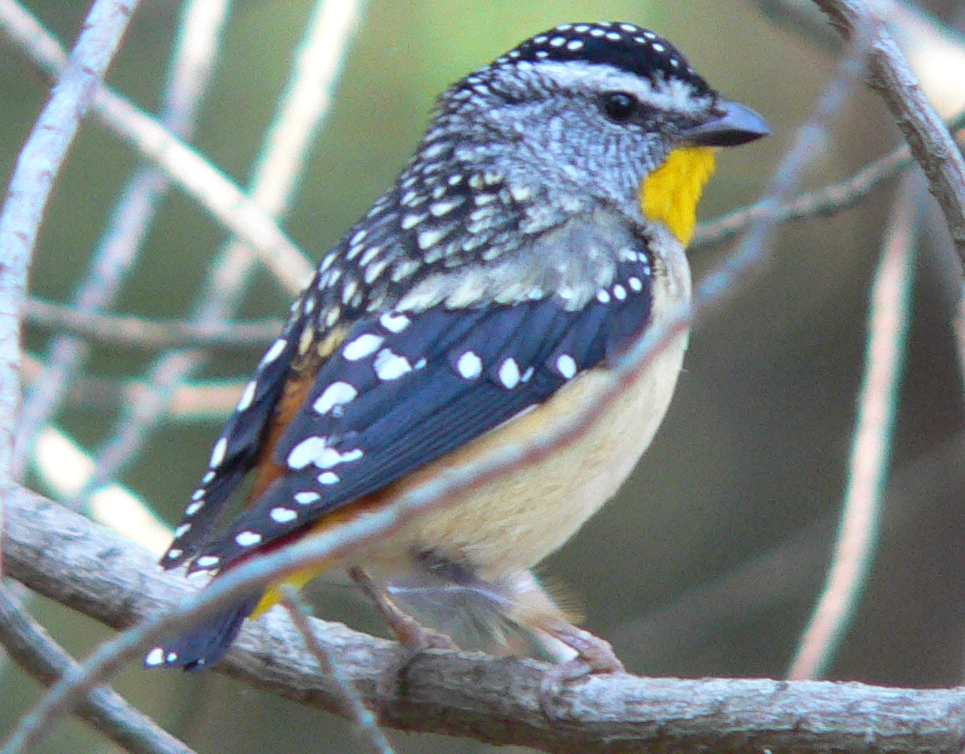 Spotted Pardalote - Canberra Birds